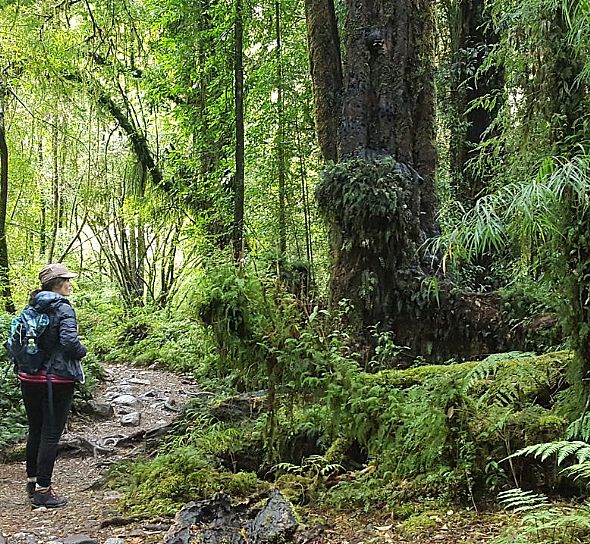 Tudo o que você precisa saber sobre o Parque Nacional Alerce Andino