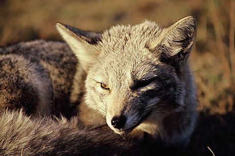 Fauna do Chile: Guia para ver animais em San Pedro de Atacama